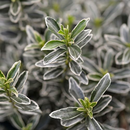 Euonymus Japonicus Microphyllus Euonymus Japonicus 'Microphyllus