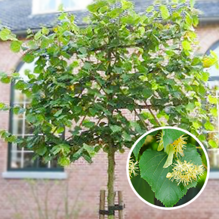 Spalierlinde kaufen | Tilia Europaea 'Pallida | Baumschuleonline.de