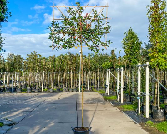 Glanzmispel Spalier | Photinia Red Robin | Baumschuleonline