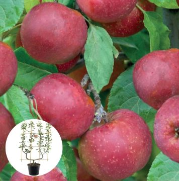 Spalier-Öbstbäume, Direkt aus eigener Baumschule