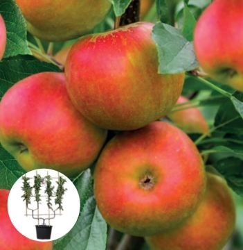 Spalier-Öbstbäume, Direkt aus eigener Baumschule