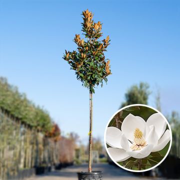 Magnolie Immergrun Winterhart