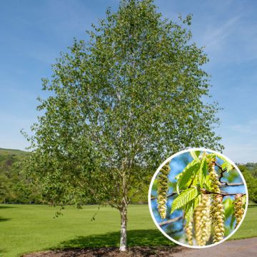 Bäume kaufen | Große Auswahl | Aus eigener Baumschule