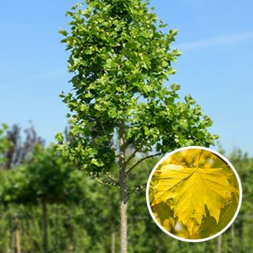 Platane kaufen | Verschiedene Arten auf lager