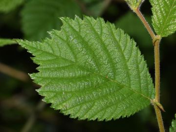 Hochstamm Baum | Baumschuleonline
