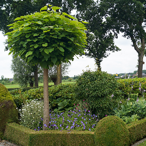 Baume Kaufen Fur Garten