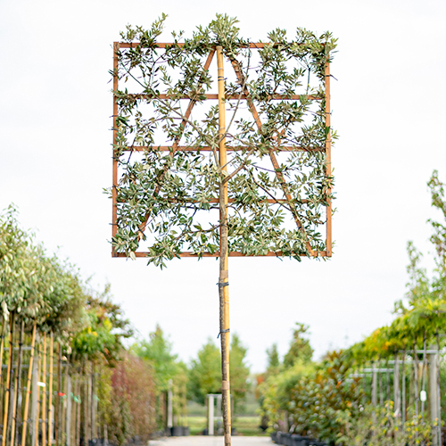 Bäume kaufen | Große Auswahl | Aus eigener Baumschule