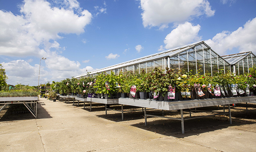 Kaufen Sie Bäume, Gartenpflanzen & Heckenpflanzen aus unserer eigenen ...