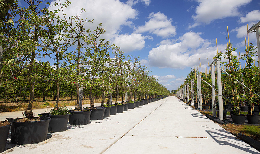 Kaufen Sie Bäume, Gartenpflanzen & Heckenpflanzen aus unserer eigenen ...